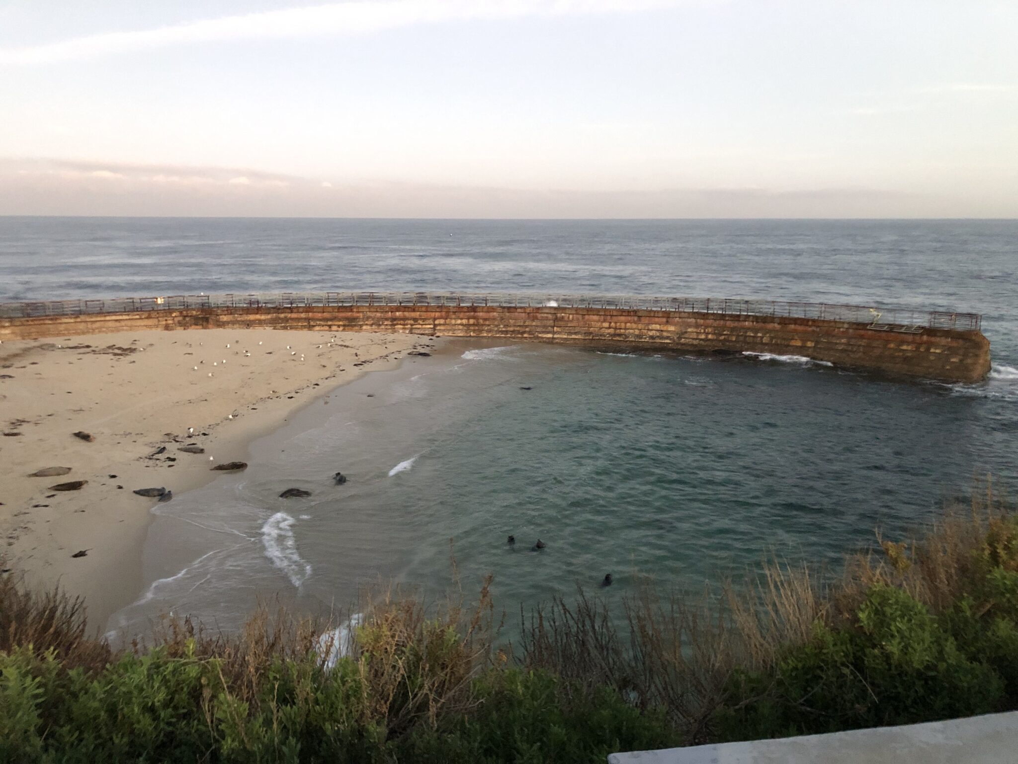 Guide to Viewing Seals in San Diego - Go Surfing SD!