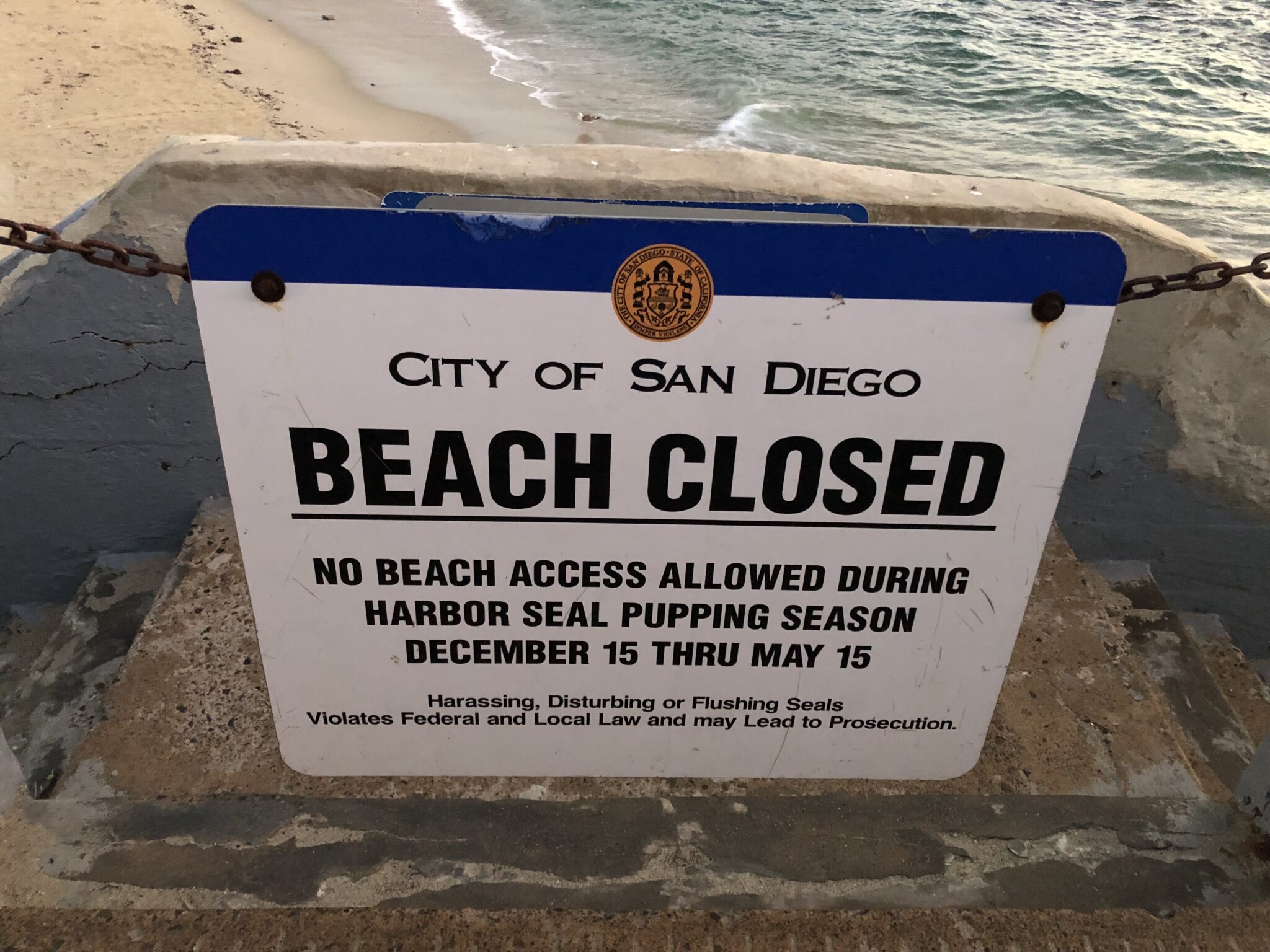 Guide to Viewing Seals in San Diego - Go Surfing SD!